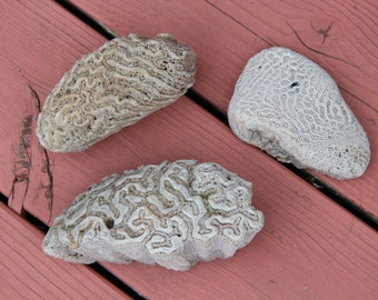 Beach combing finds | Etsy