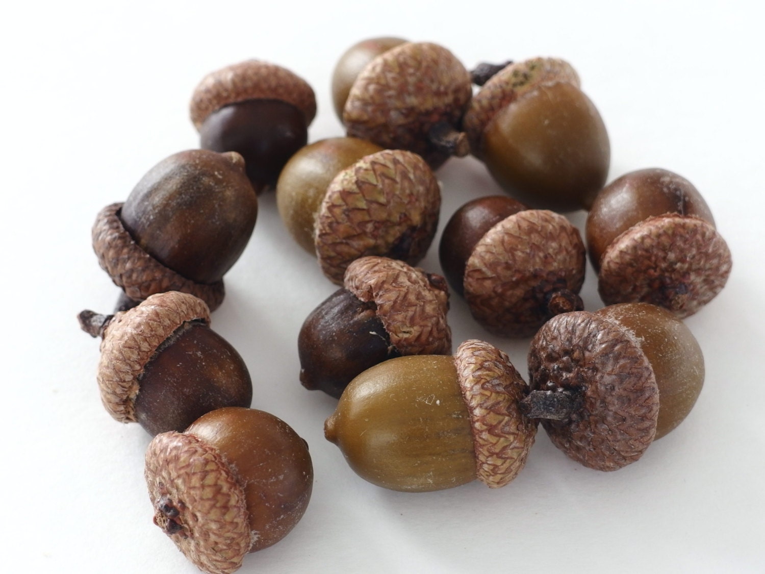 LARGE Natural Acorns Real Acorns Rustic Decor by MyFamilysNutz