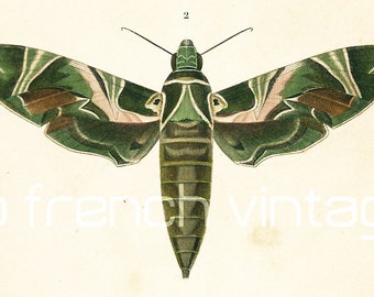 Butterfly engraving | Etsy