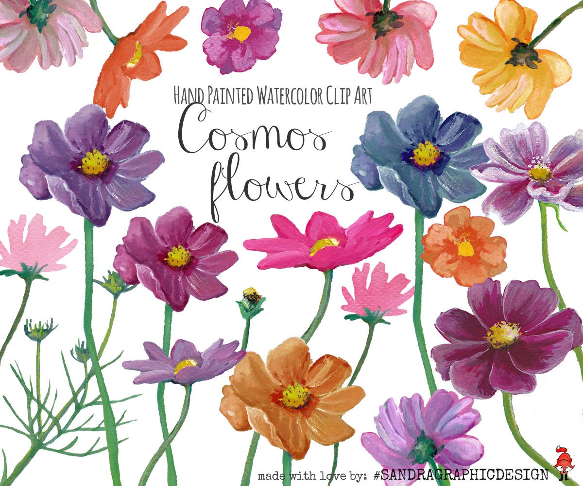 Clip art: COSMOS FLOWERS hand painted watercolor