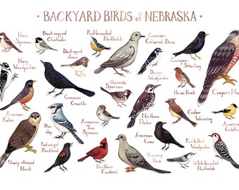 Illinois Backyard Birds Field Guide Art Print / Watercolor