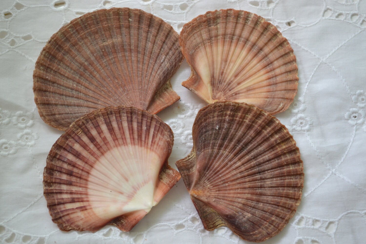 Mexican Flat Scallop Shells 2-3 5 Pieces