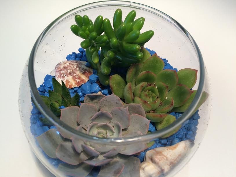 Succulent Plant Large Glass Bowl Plants Soil Shells and