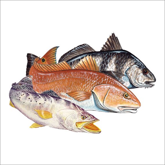 Red Drum Fish Printed Vinyl Decals / Stickers by TheKingOfDecals