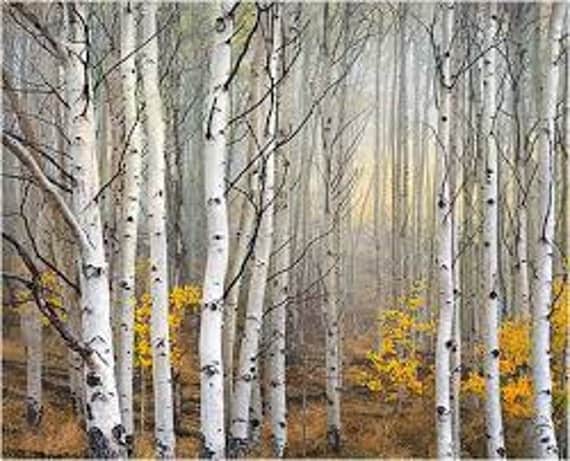 White Japanese Birch Tree Betula Platyphylla Japonica Asian