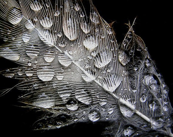 Feather Photograph Macro Photography Nature Photography