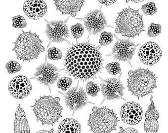 Radiolaria | Etsy