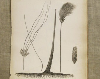 Papyrus plant | Etsy