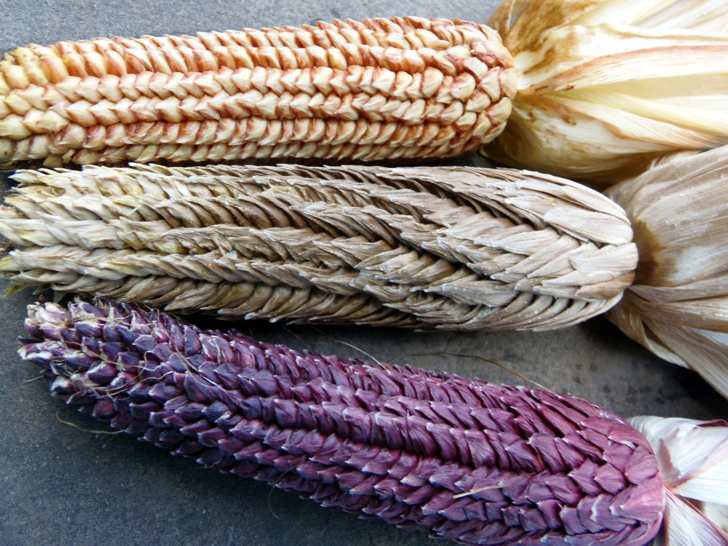 1339 Ornamental Pod Corn 15 Seeds Each kernel is