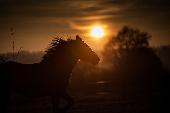 Horse running into sunset photography. Country western cowboy