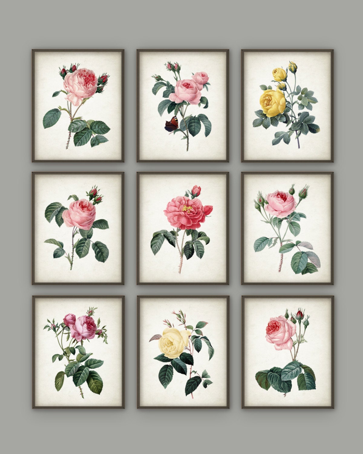 Antique Rose Botanical Print Set of 9 Vintage Rose Botanical
