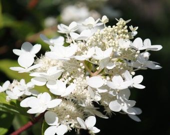Hydrangea artwork | Etsy