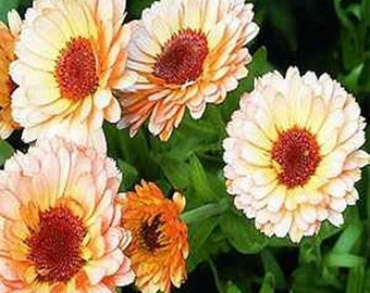 Pink marigold flower | Etsy