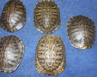 Turtle shell craft | Etsy