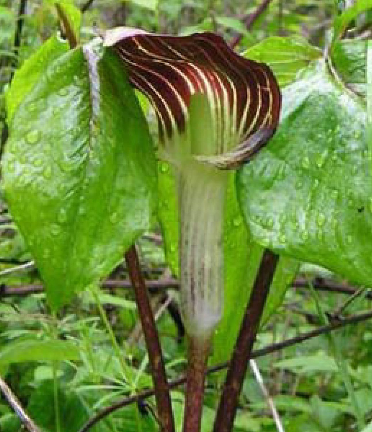5 Jack-in-the-Pulpit bare roots