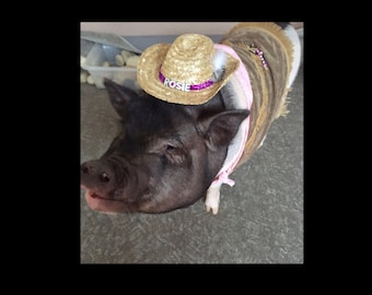 Mini pig clothes | Etsy