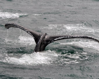 Whale tail photo | Etsy