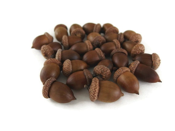 JUMBO Acorns Extra Large Acorns Natural Acorns by MyFamilysNutz