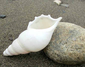 Seashell pipe | Etsy