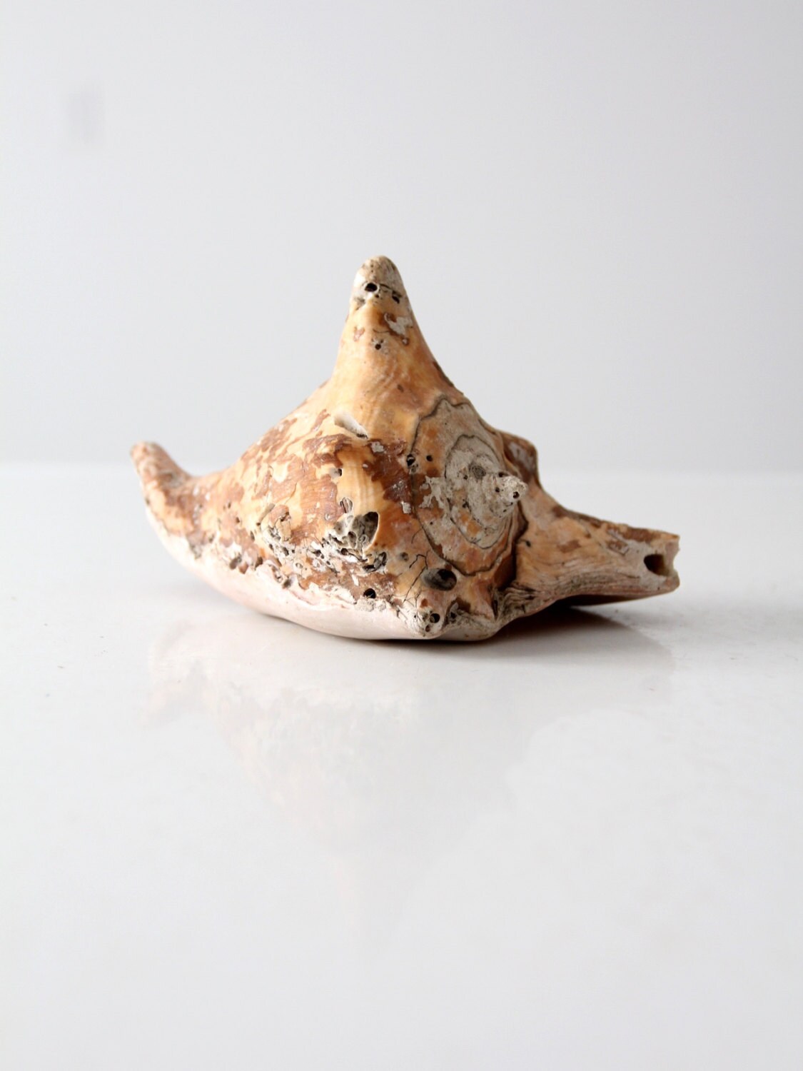 vintage conch shell old seashell