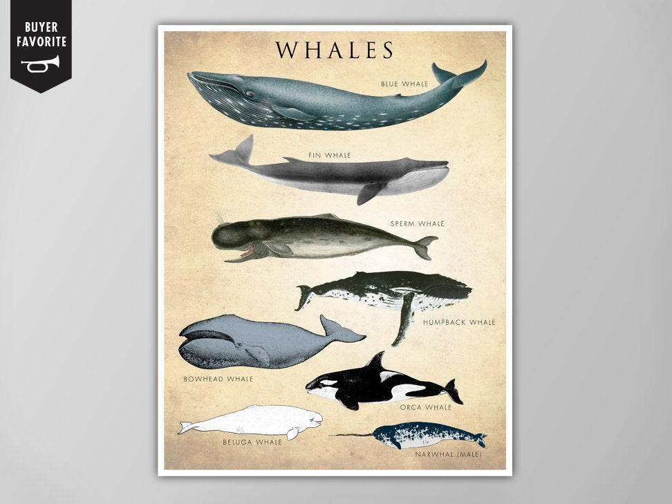 Whale Chart Art Print Whale Species Natural History Poster