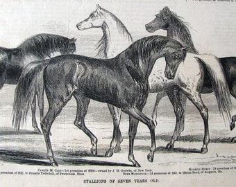 Horse etching | Etsy