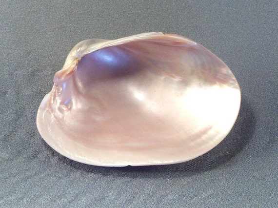 Single Beautiful Pink Shiny Clam Shell // Decoration // Catch