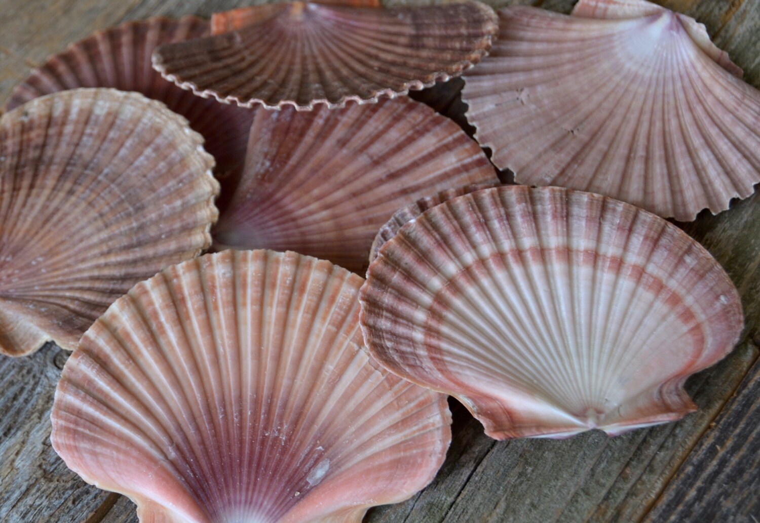 Bulk Seashells Beach Decor Shells Nautical Decor Beach