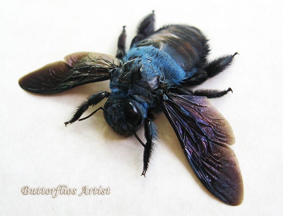 Blue Bumble Bee From Indonesia Museum Quality In Shadowbox