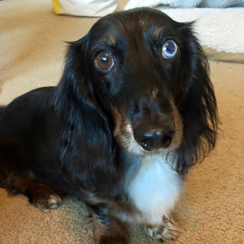 Doodle's Doxie Designs by DoodlesDoxieDesigns on Etsy