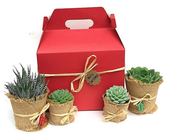 Succulent Gift Box with 2 large and 2 small succulents-Garden