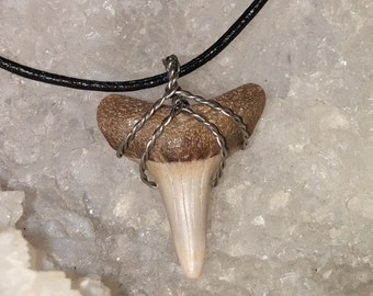 Fossilized Snaggle Shark Tooth