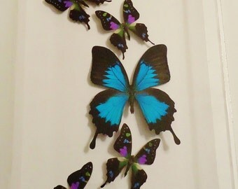 butterfly display framed butterflies mounted butterflies