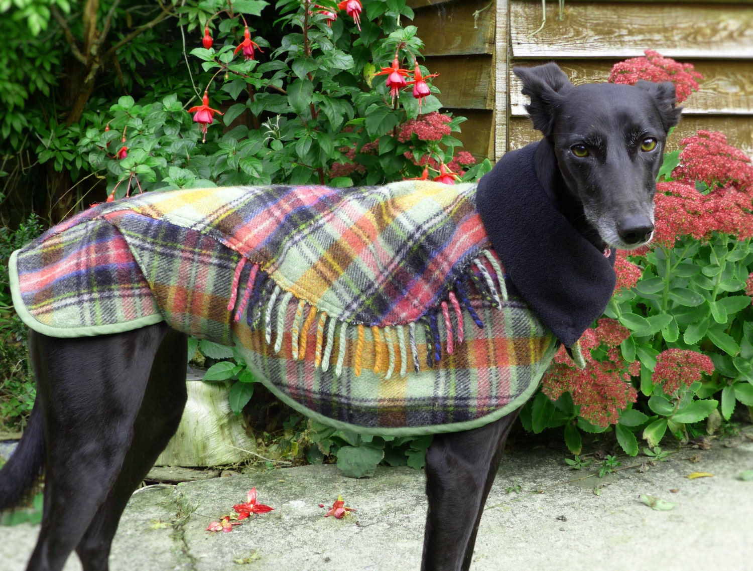 Dog winter coat Whippet Coat Wool Blanket by CrystalWolfCollars