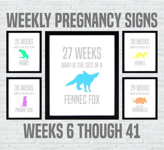 Weekly Pregnancy Signs Baby Size Compared to Animals Weeks