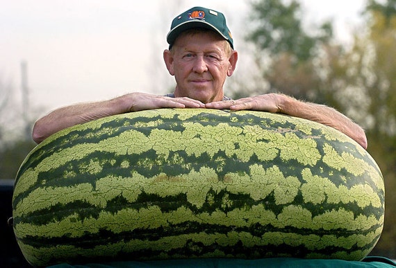 20 World's Largest Giant Watermelon Rare Fruit by TweeFancyRose