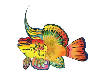 Mandarin fish | Etsy