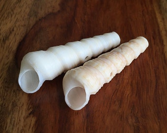 Unique seashell pipe related items | Etsy