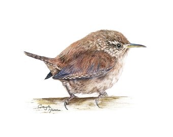 Wren print | Etsy