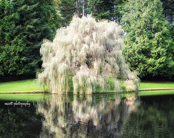 Weeping willow tree | Etsy