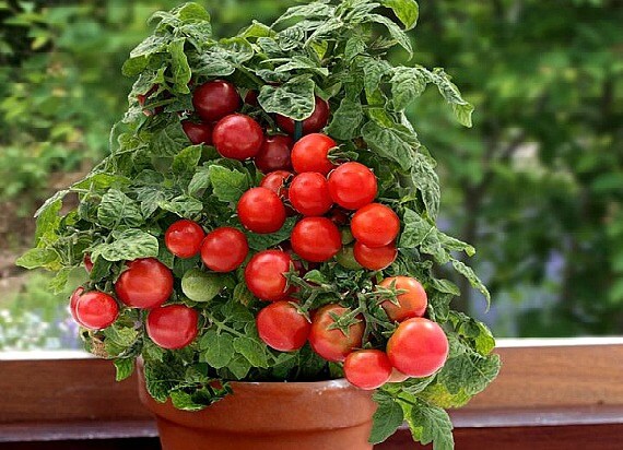 Tiny Tim miniature heirloom tomato 25 seeds teeny by SmartSeeds