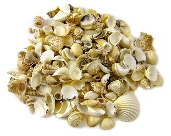 Assorted seashells | Etsy