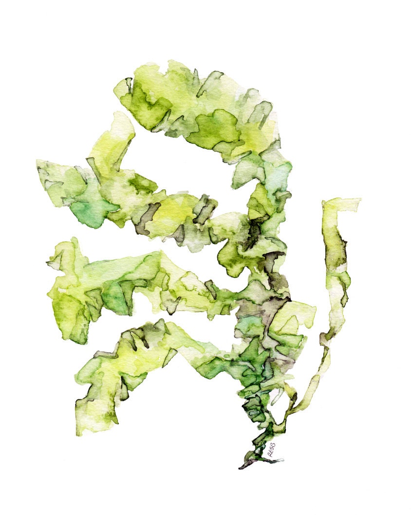 Sea Lettuce Painting Print from Original Watercolor