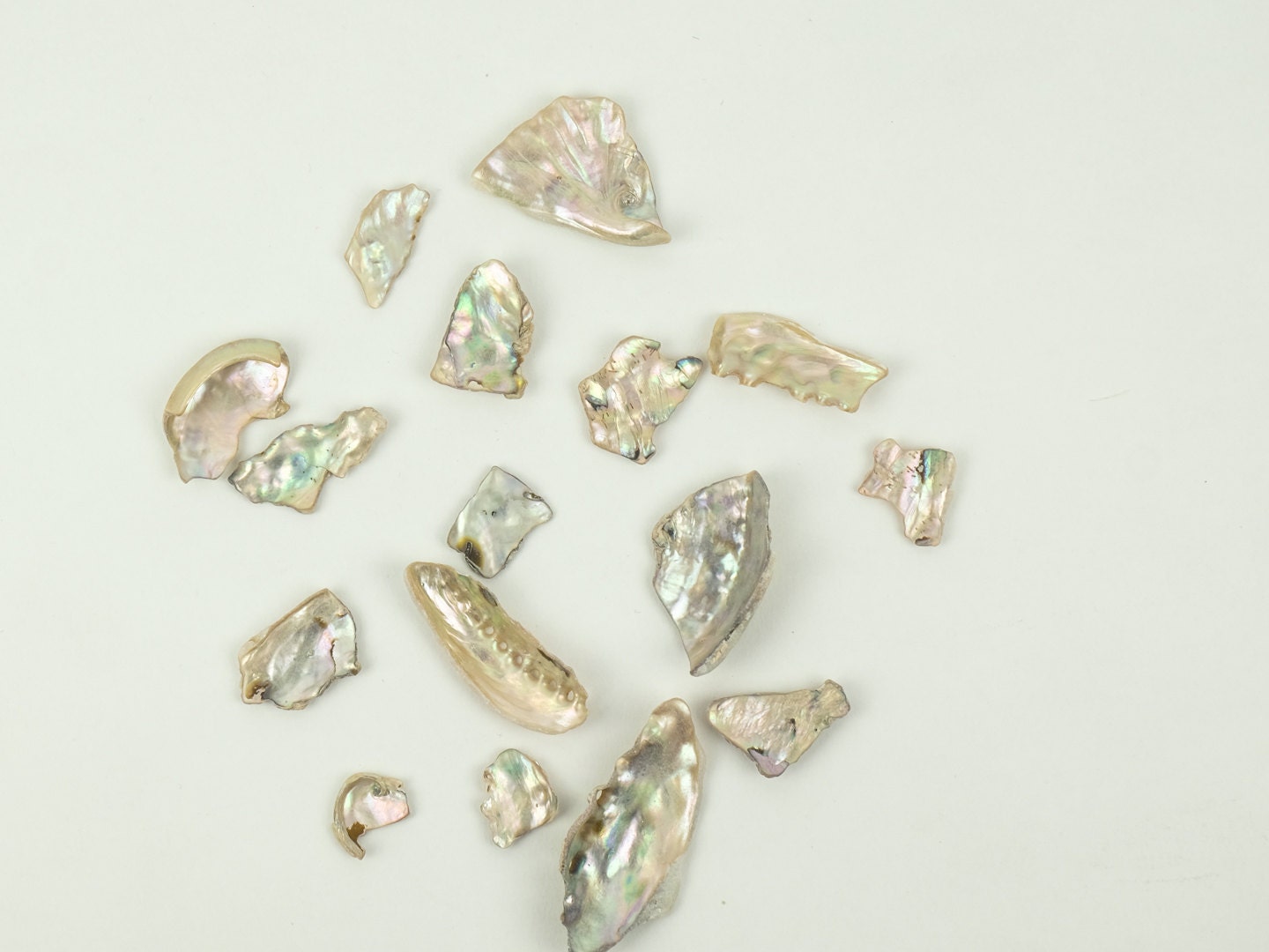 Natural African Abalone Pieces: Assorted Sizes. 1 KG 2.2