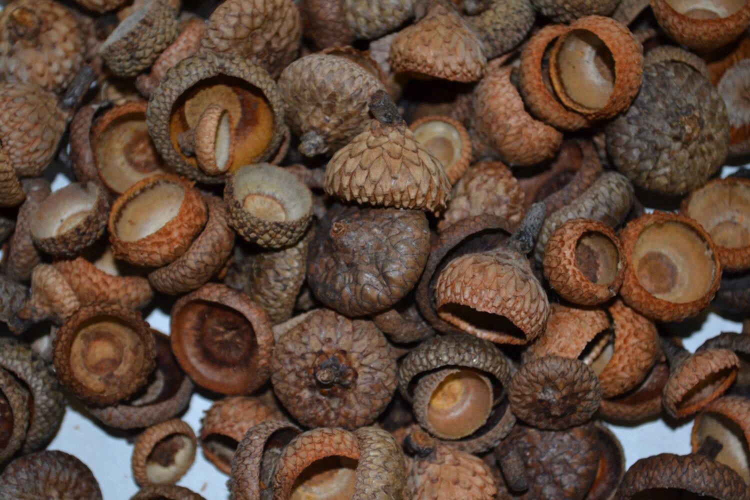100 Acorn Caps mixed sizes variety acorns shell supply