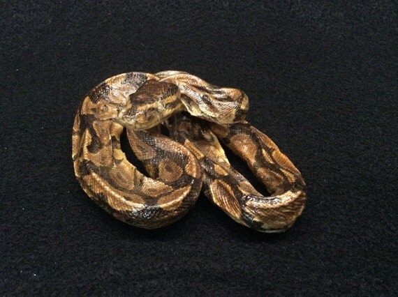 Freeze-Dried Ball Python Strike Pose by QualityTaxidermy on Etsy