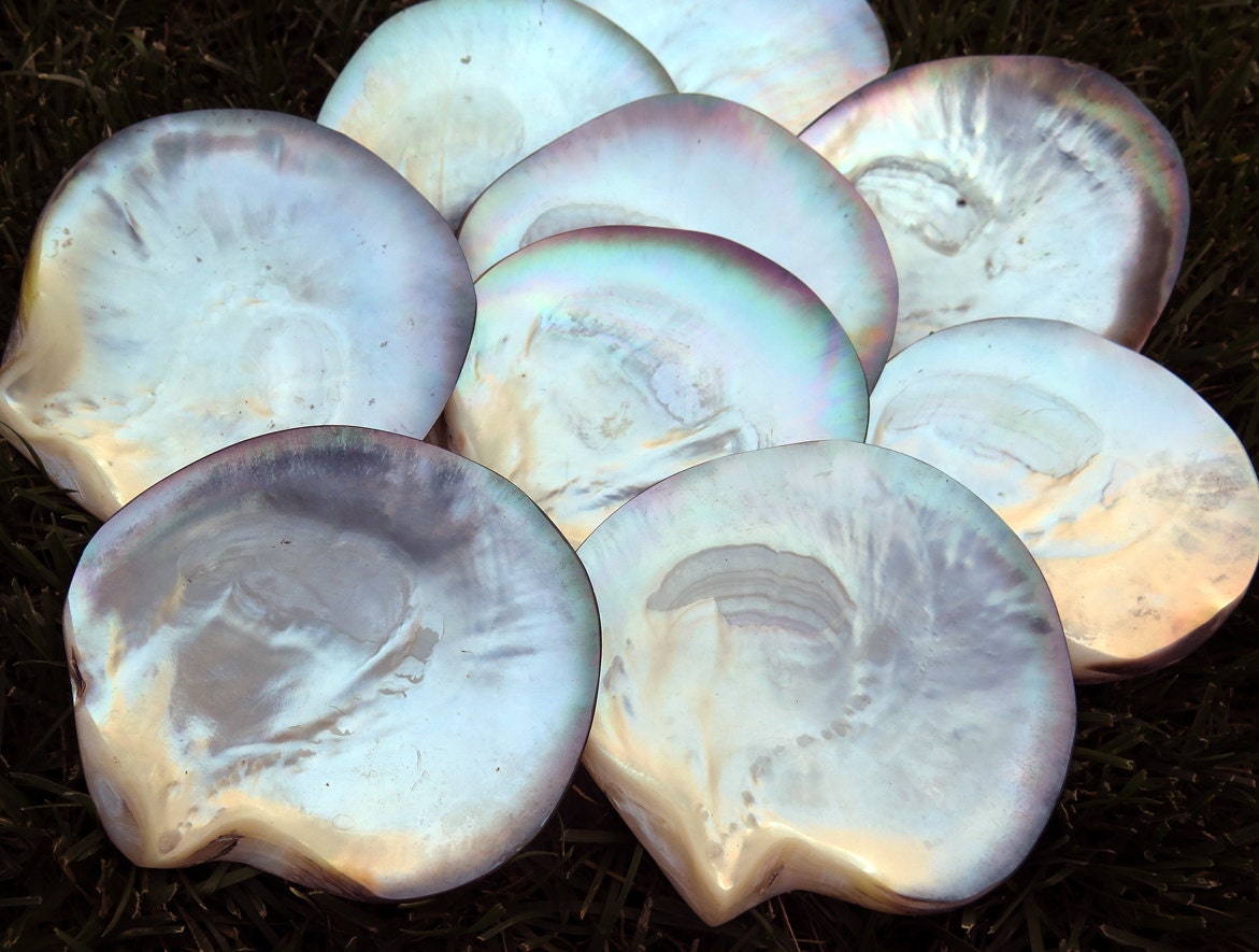 Tahitian Pearl Oyster shell.