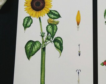 Sunflower drawing | Etsy