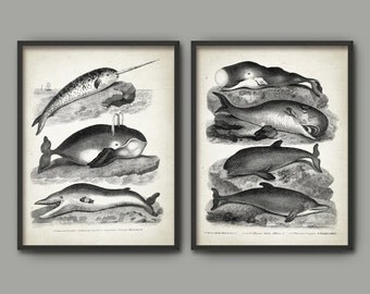 Marine Biology Print Set Of 4 Bathroom Decor by QuantumPrints