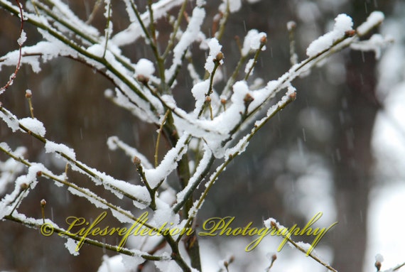 Snow On A Branch. Photography Wall Decor Fine Art Nature